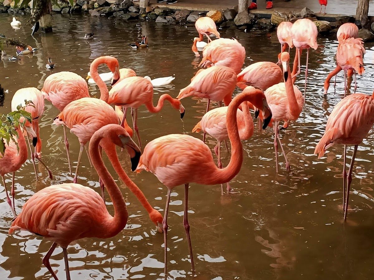 Pantropica - Uit Met Kinderen
