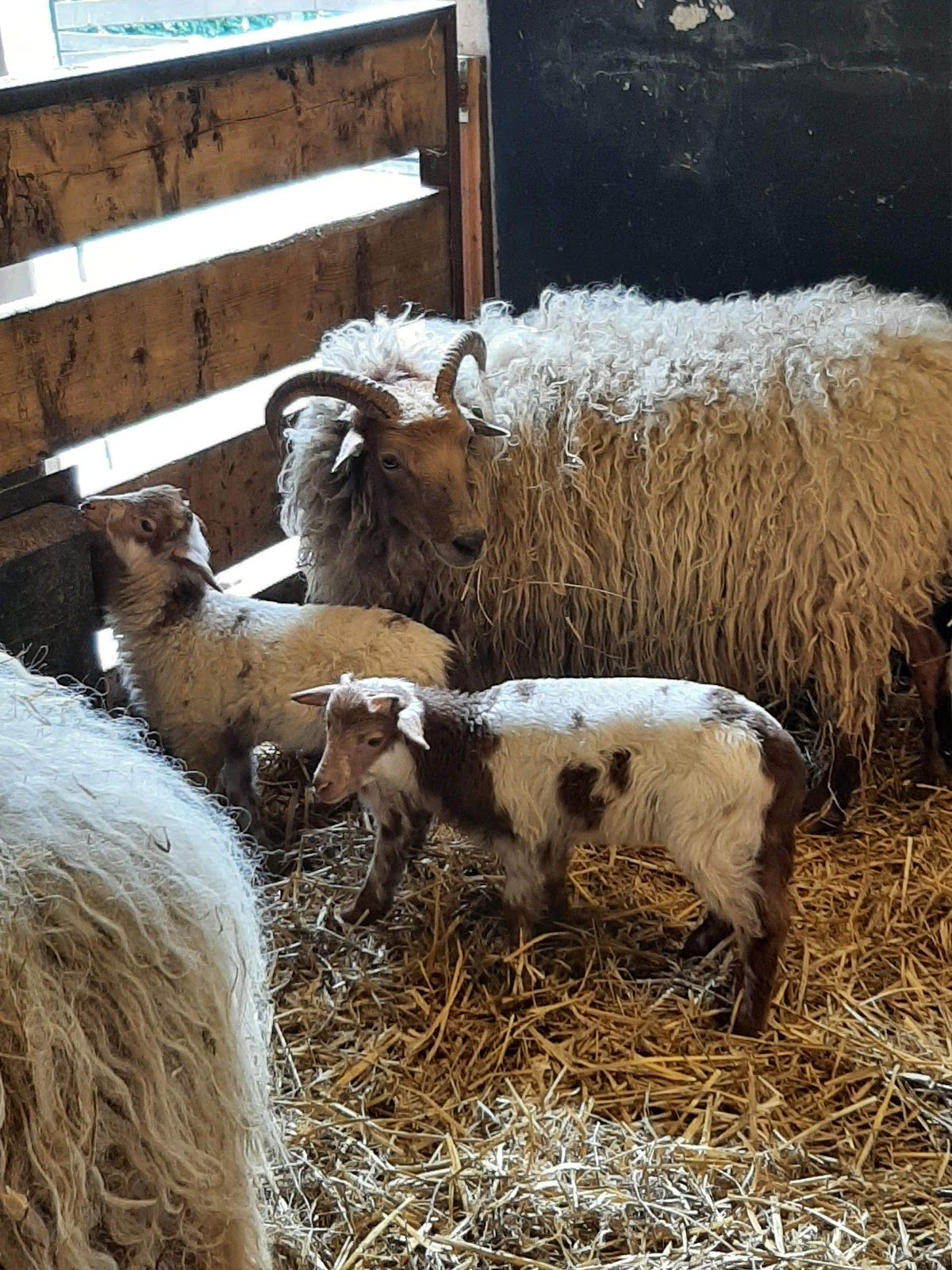 Silverdome - Uit Met Kinderen